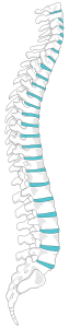 What Is A Vertebral Column Resection? | Dr. Jason Lowenstein, MD