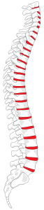 Spinal Deformity Symptoms & Treatments | Dr. Jason Lowenstein